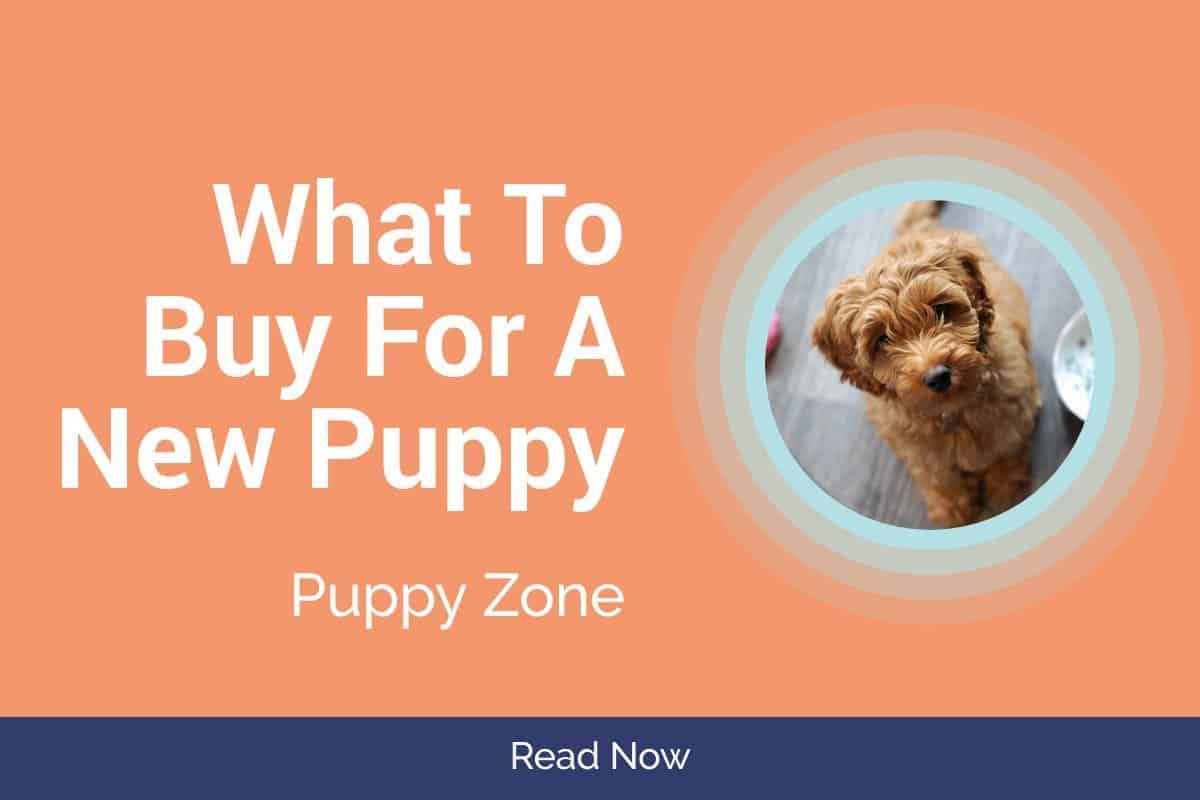 What To Buy For A New Puppy : Getting Ready For Your New Dog