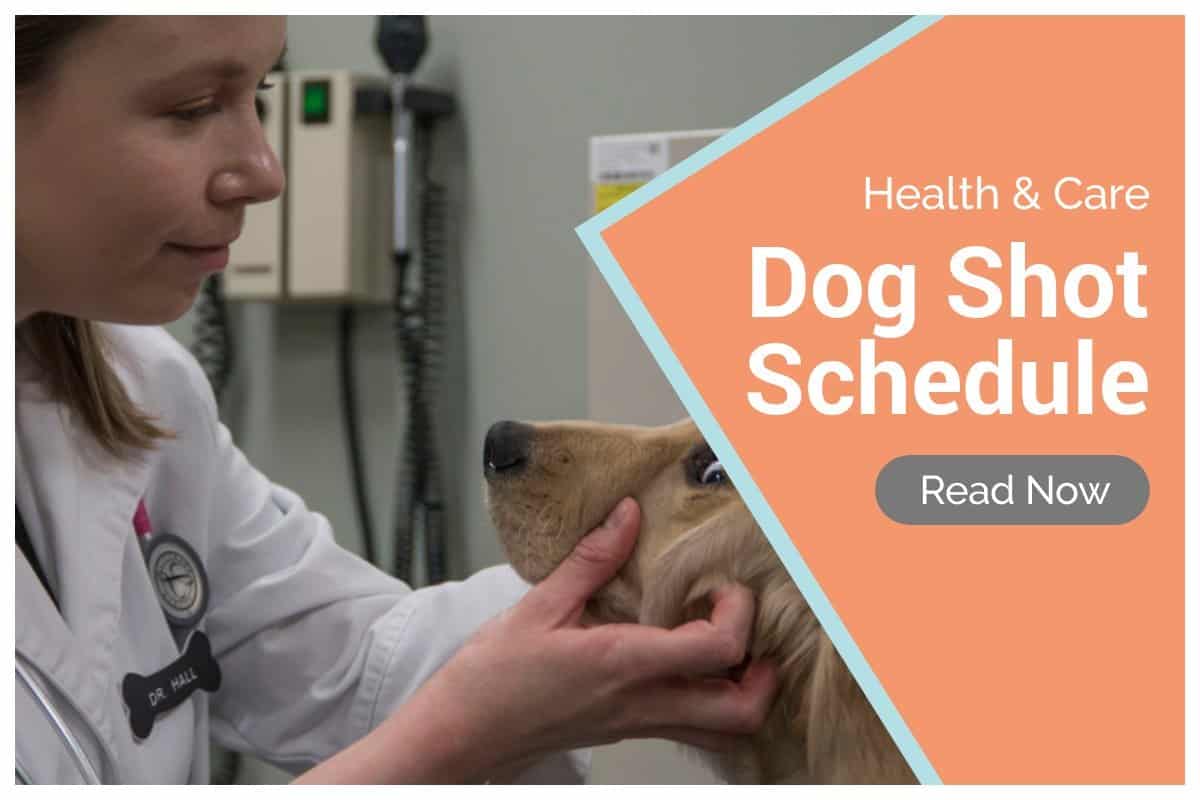 Dog Shot Schedule: A Definitive Guide On Dog Vaccinations